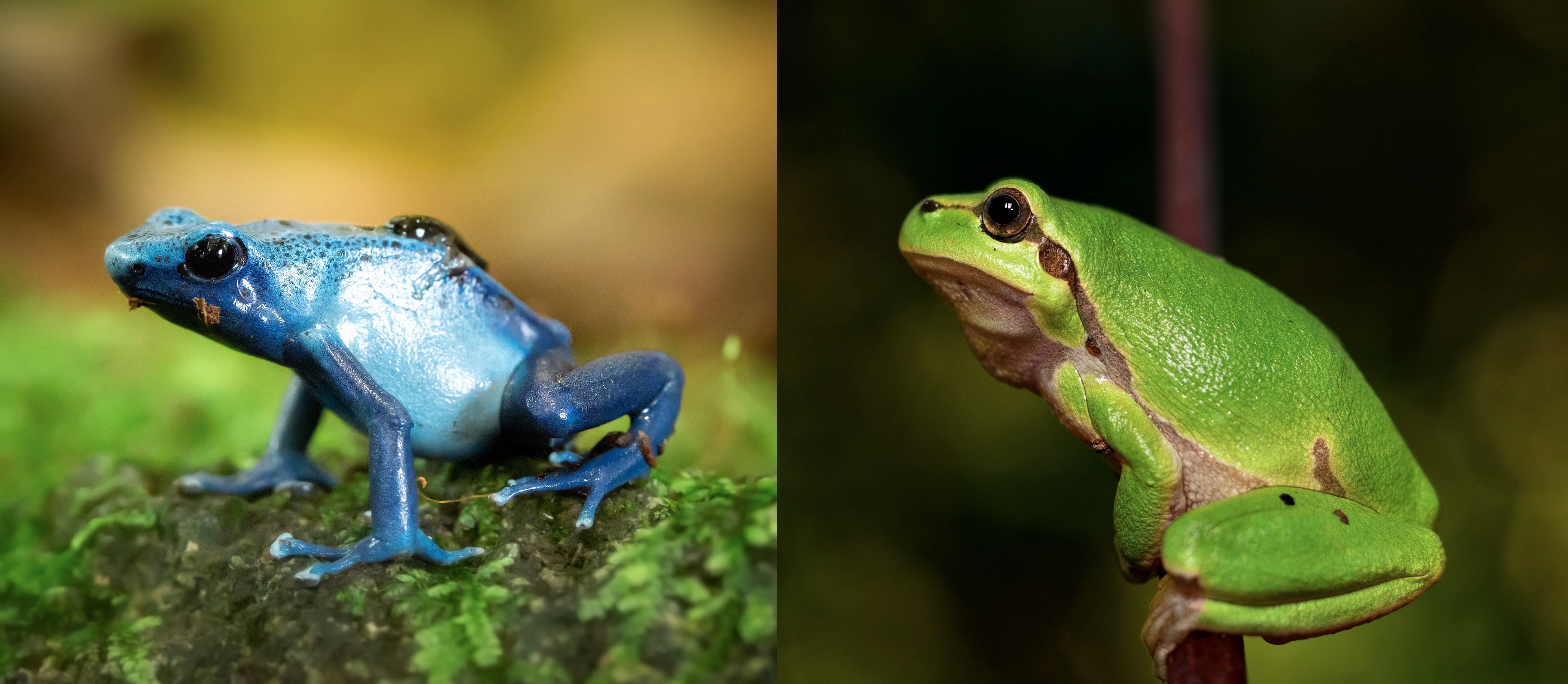 Real-world experiences with AWS RDS blue/green deployments - Shine Solutions Group